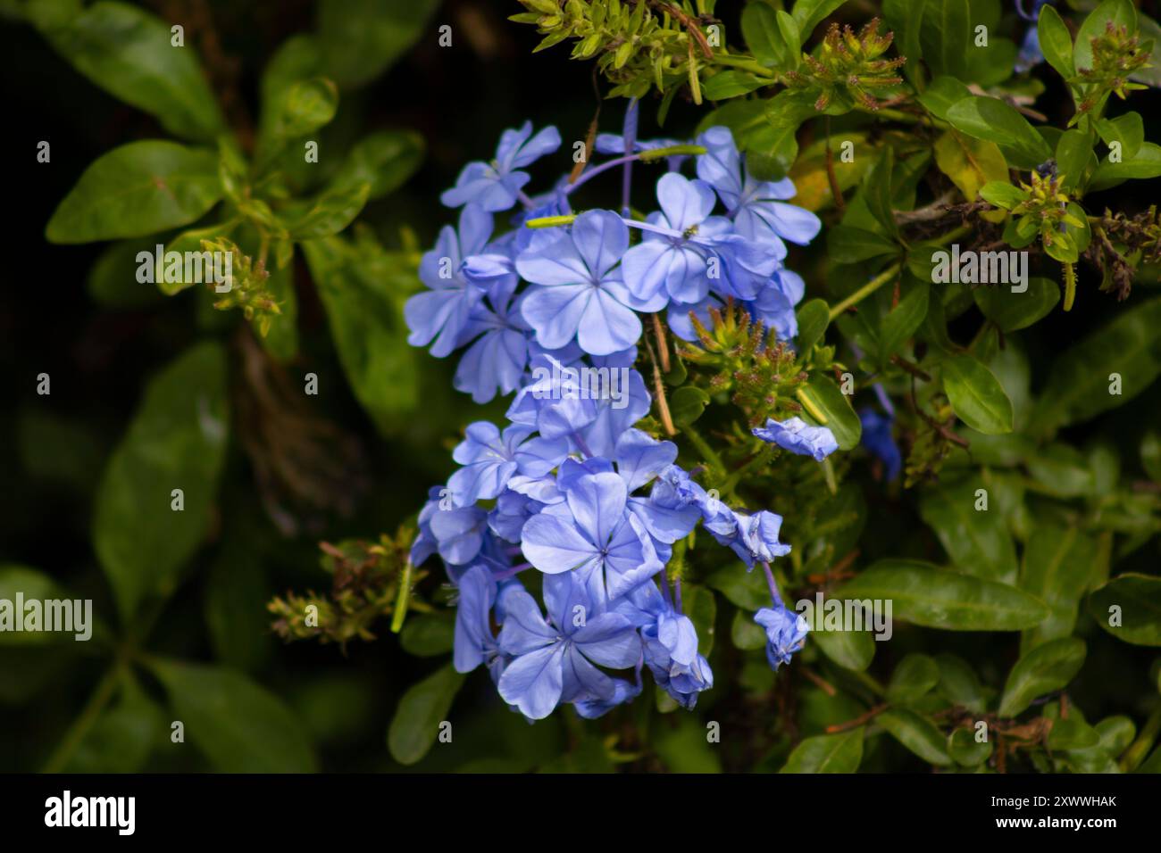 Periwinkle color hi-res stock photography and images - Alamy