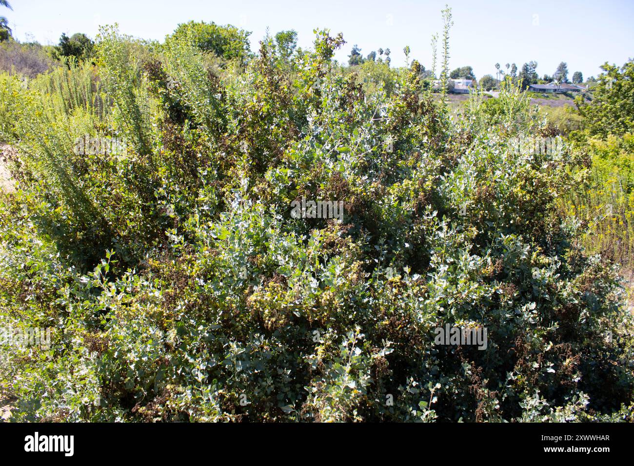 greenery and plants near hiking trail Stock Photo - Alamy