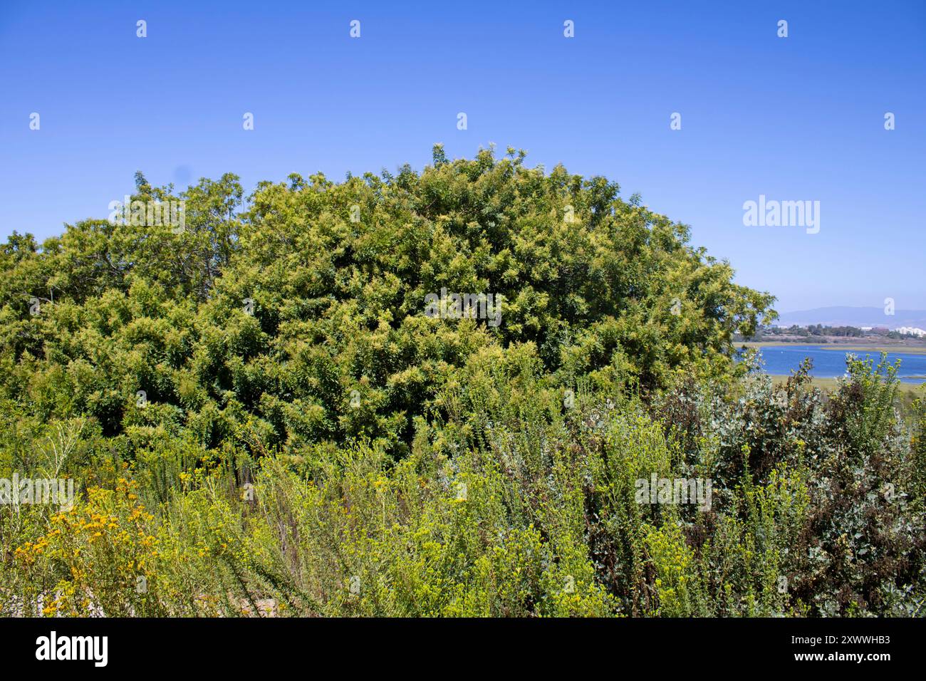greenery and plants near hiking trail Stock Photo - Alamy