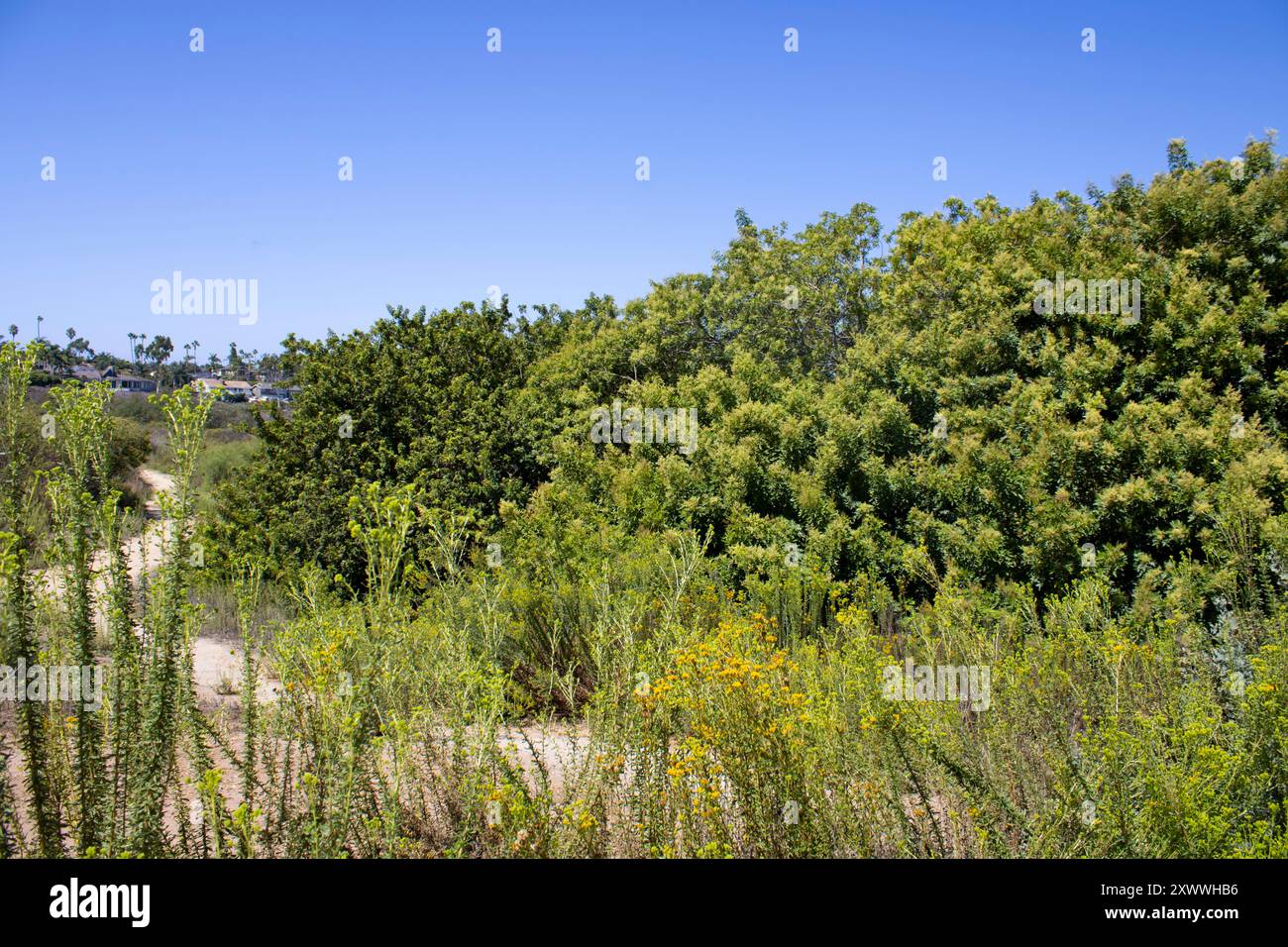 greenery and plants near hiking trail Stock Photo - Alamy