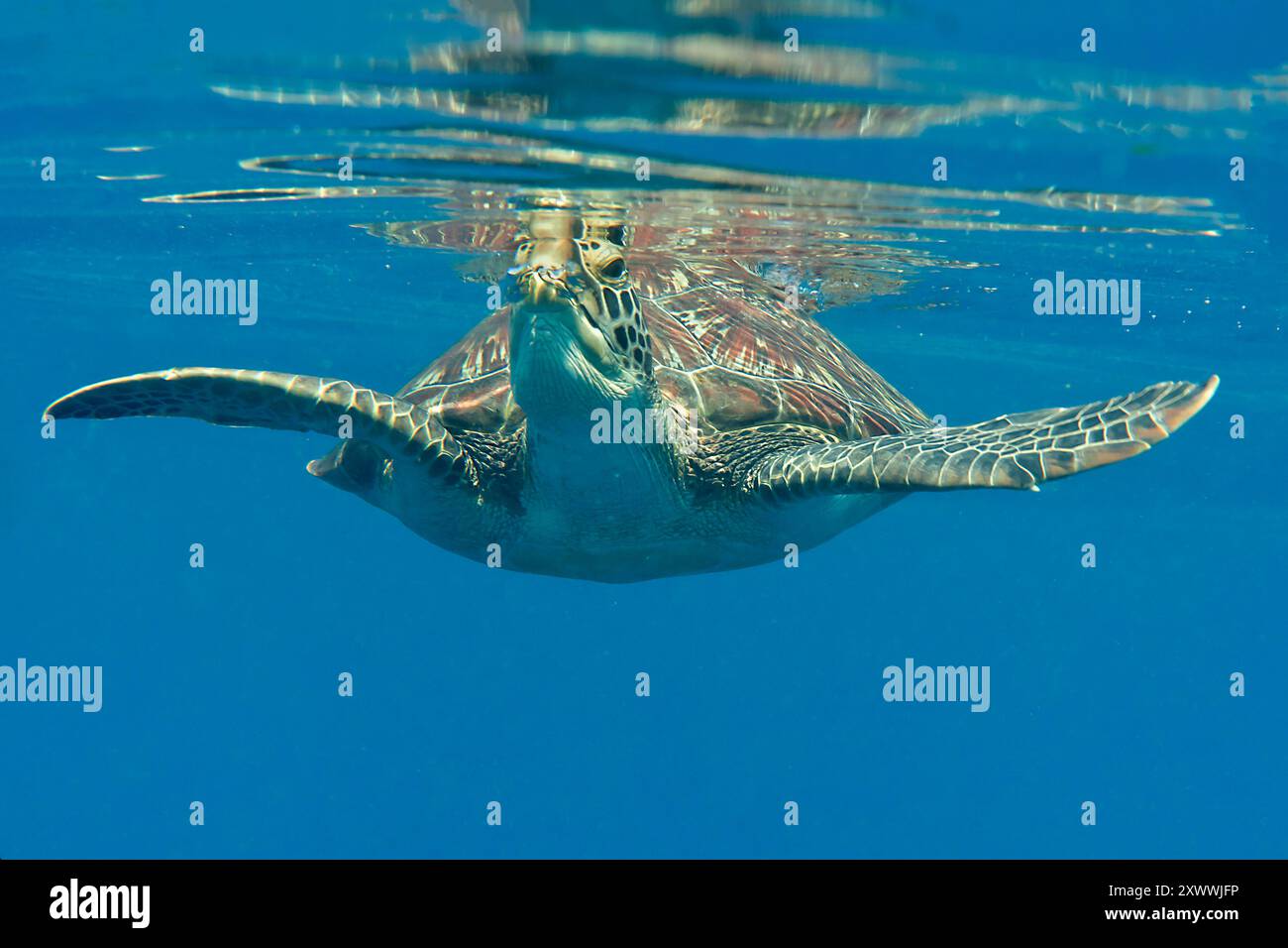 Green sea turtle swims under the water surface and takes a breath, Bali ...