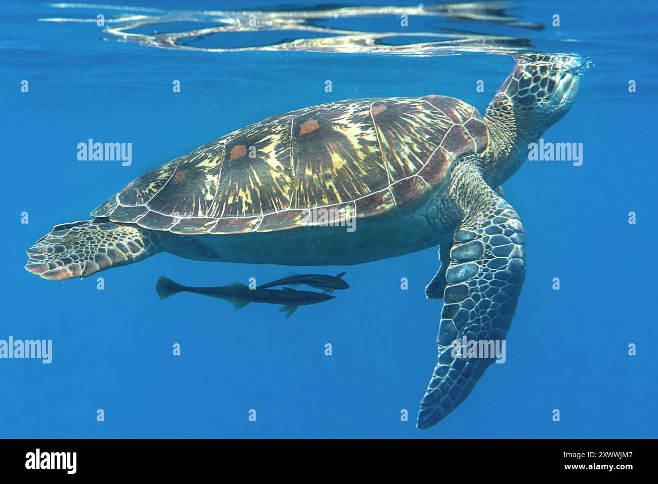 Remora fish and green sea turtle swims under the water surface and ...