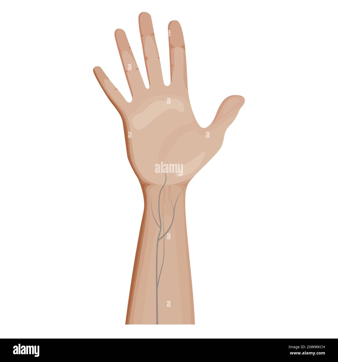 Detailed Human Hand with visible veins Vector Illustration Stock Vector ...