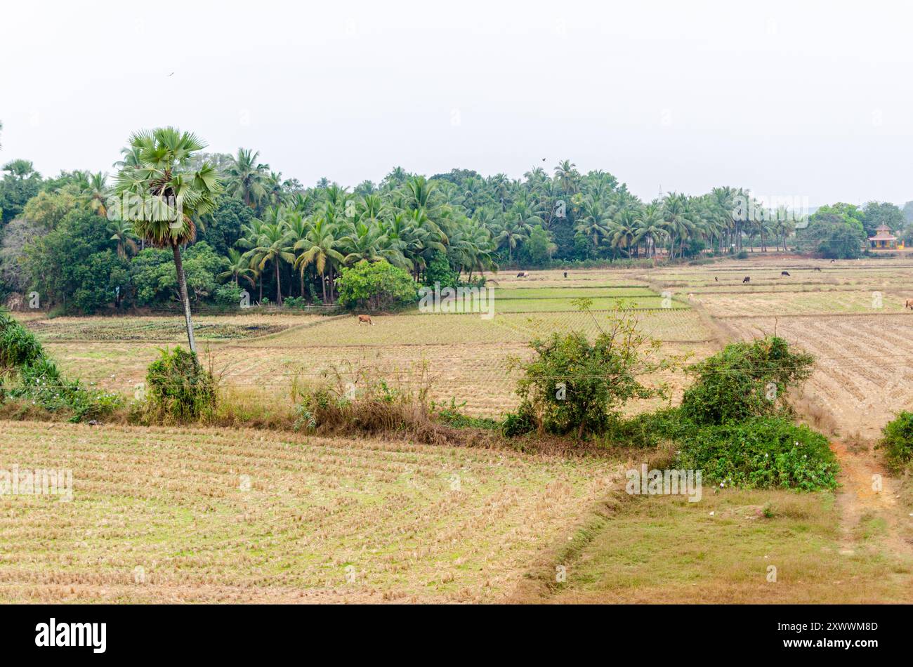 Typical south Indian rural scene with harvested rice fields and coconut ...