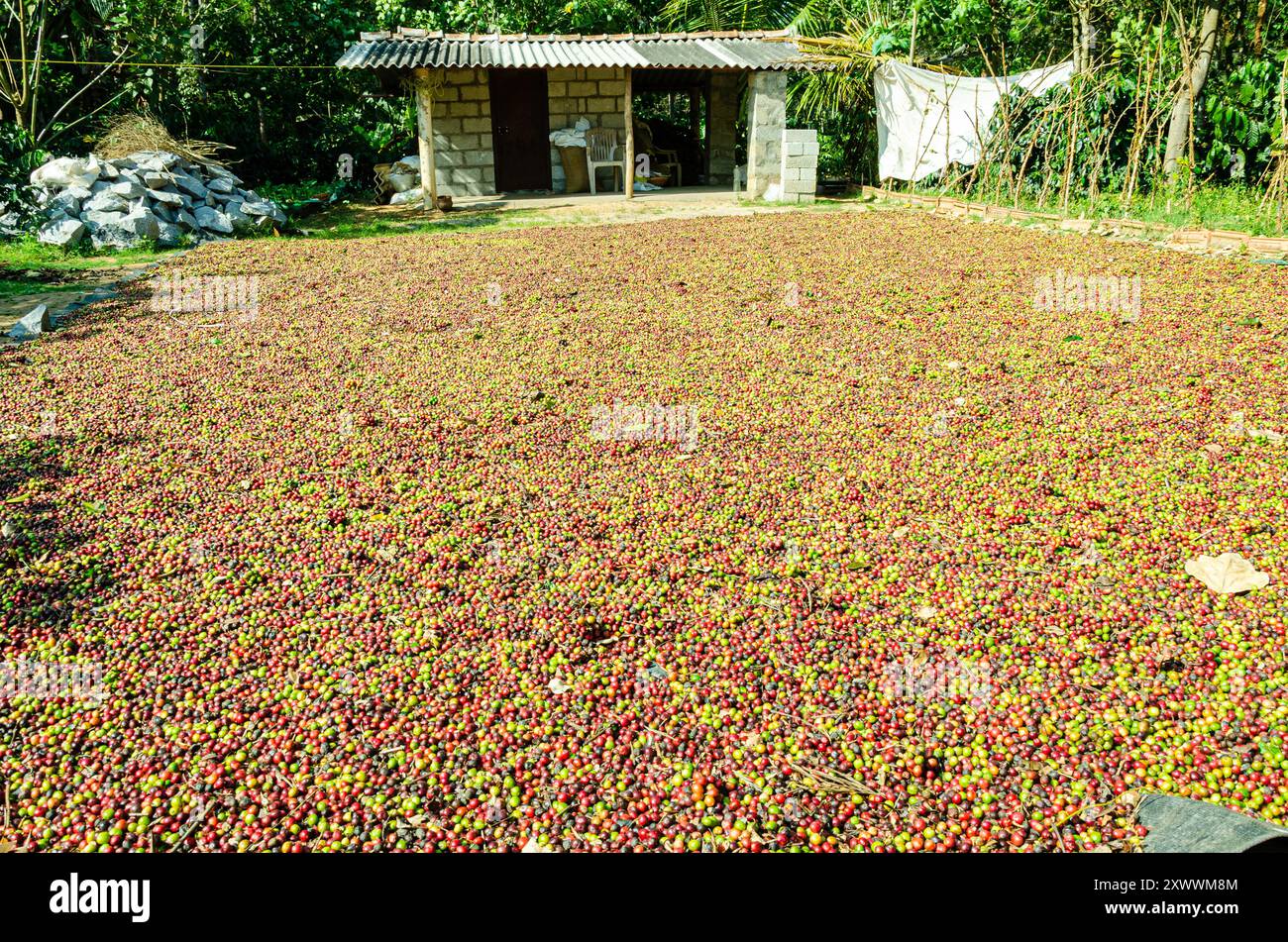 Drying of coffee beans in the sun Stock Photo - Alamy