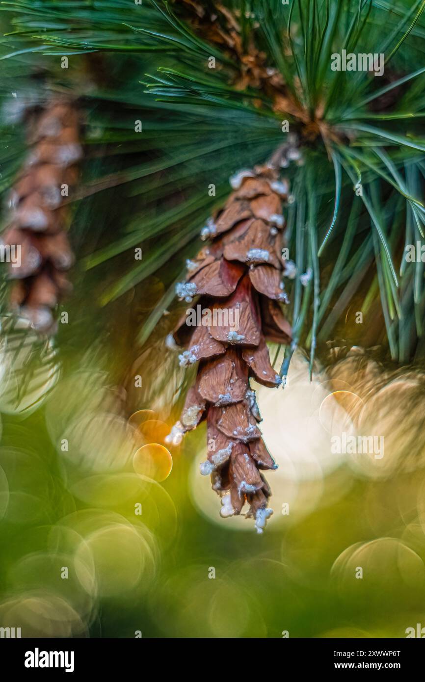 The pine cone picture taken with the vintage lens Domiron Stock Photo ...