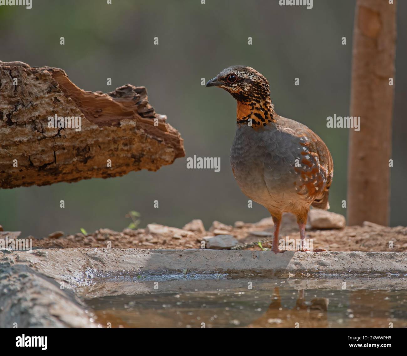 Rufous throated partridge bird in its habitat Stock Photo - Alamy