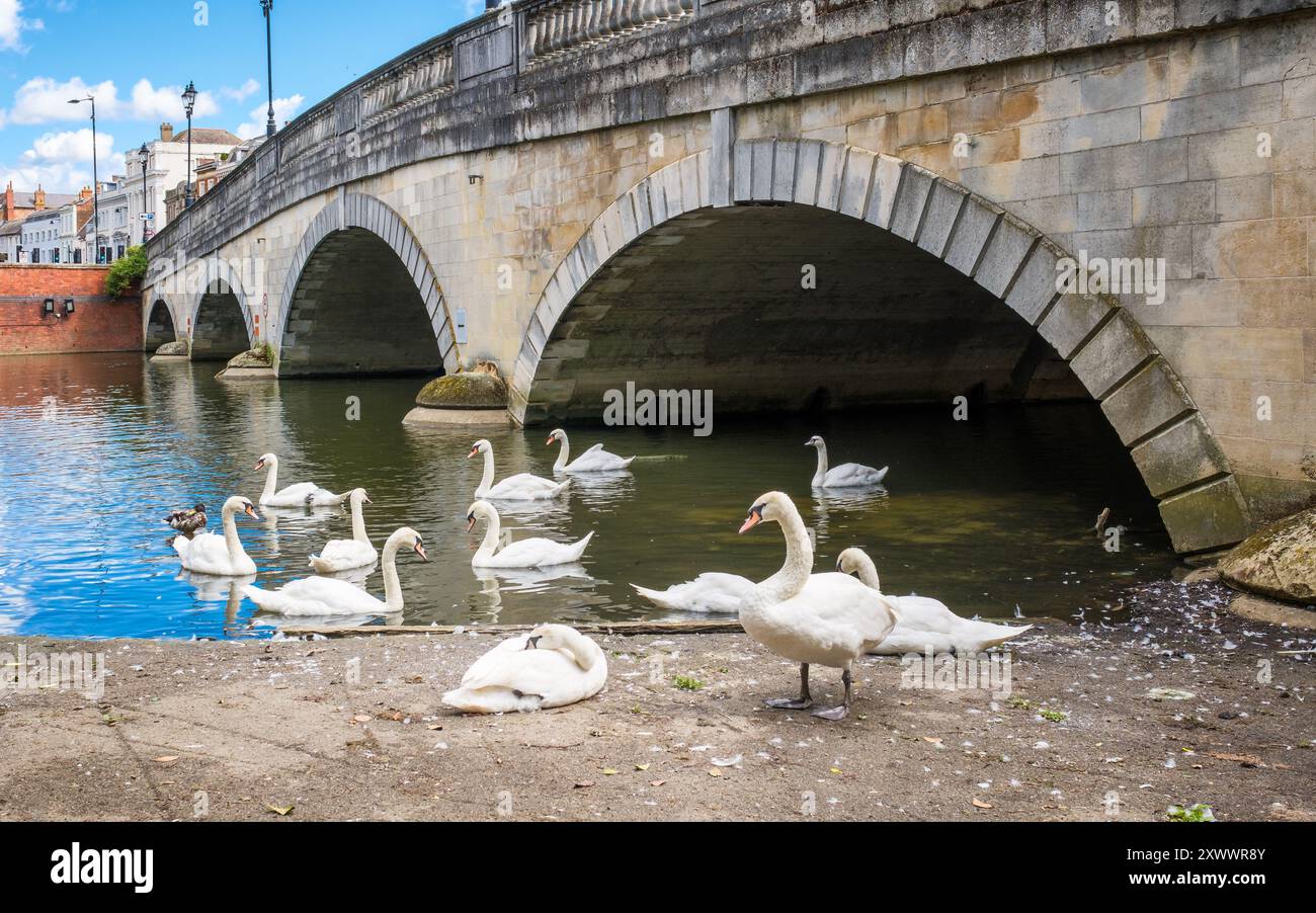 Swan swans bedford bridge hi-res stock photography and images - Alamy