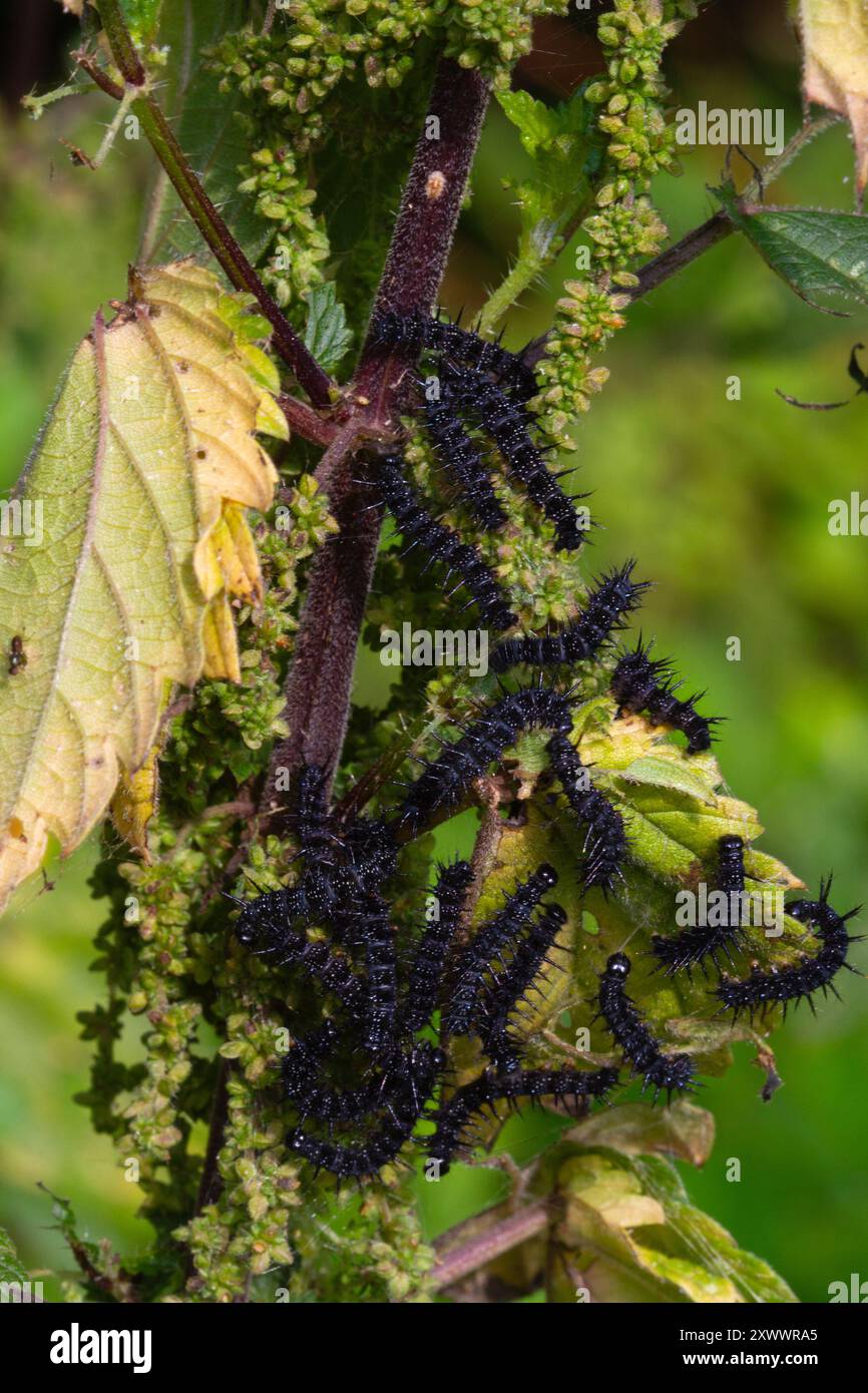 Caterpillars food plant hi-res stock photography and images - Alamy
