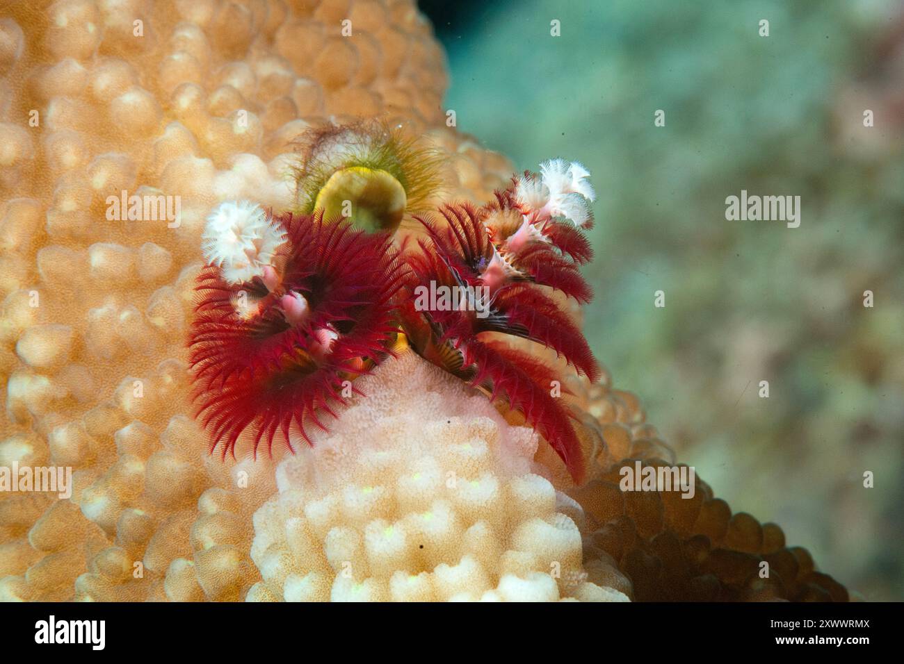 Christmas tree worm opens the umbrella , Bali, Indonesia Stock Photo ...