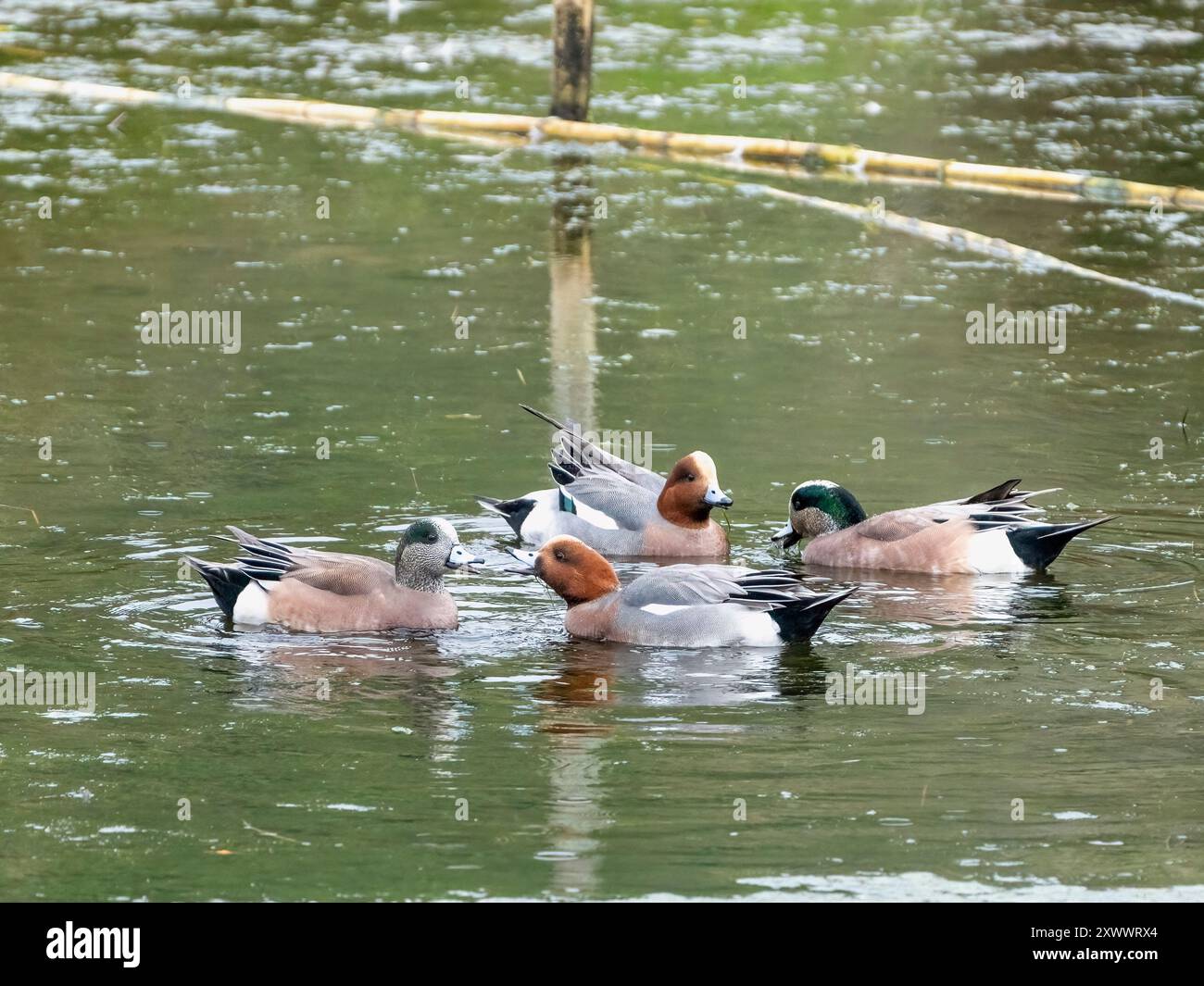 American wigeon species duck hi-res stock photography and images - Alamy
