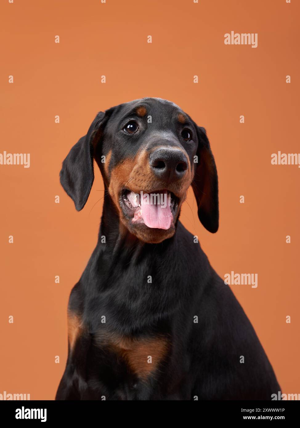 A Doberman poses confidently, its smile broad and welcoming against an ...