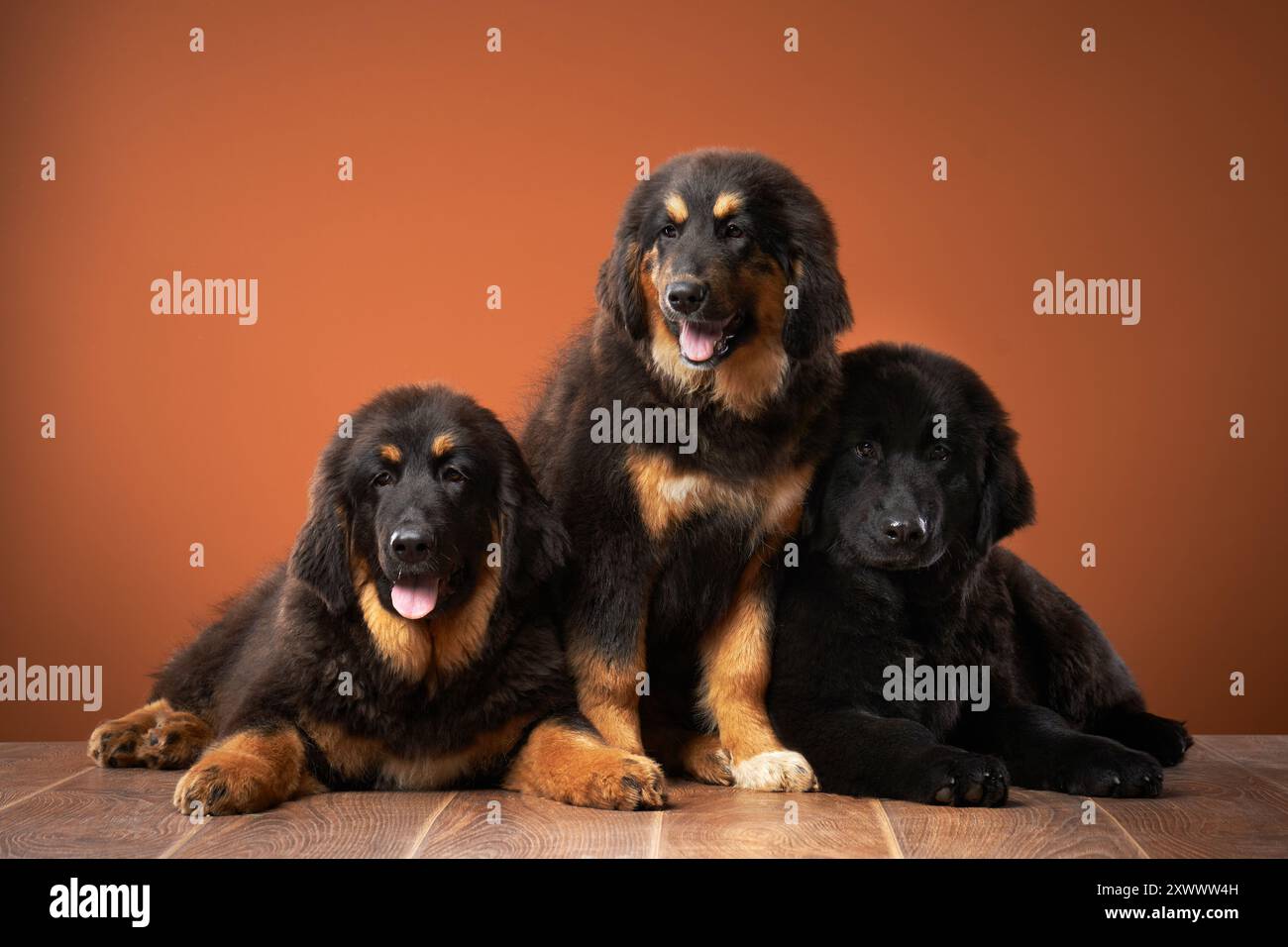 A group of Tibetan Mastiffs dogs pose together, their powerful stances ...