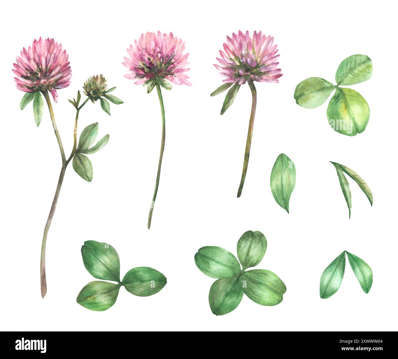 Clover flowers, leaves and buds watercolor set. Botanical hand drawn ...