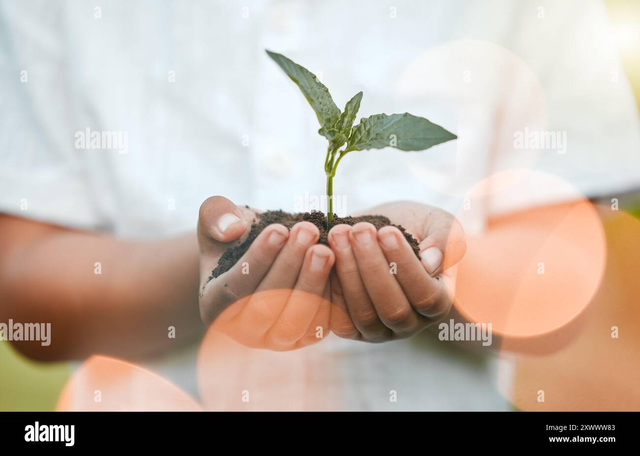Soil, seedling and hands of person with plant for organic growth ...