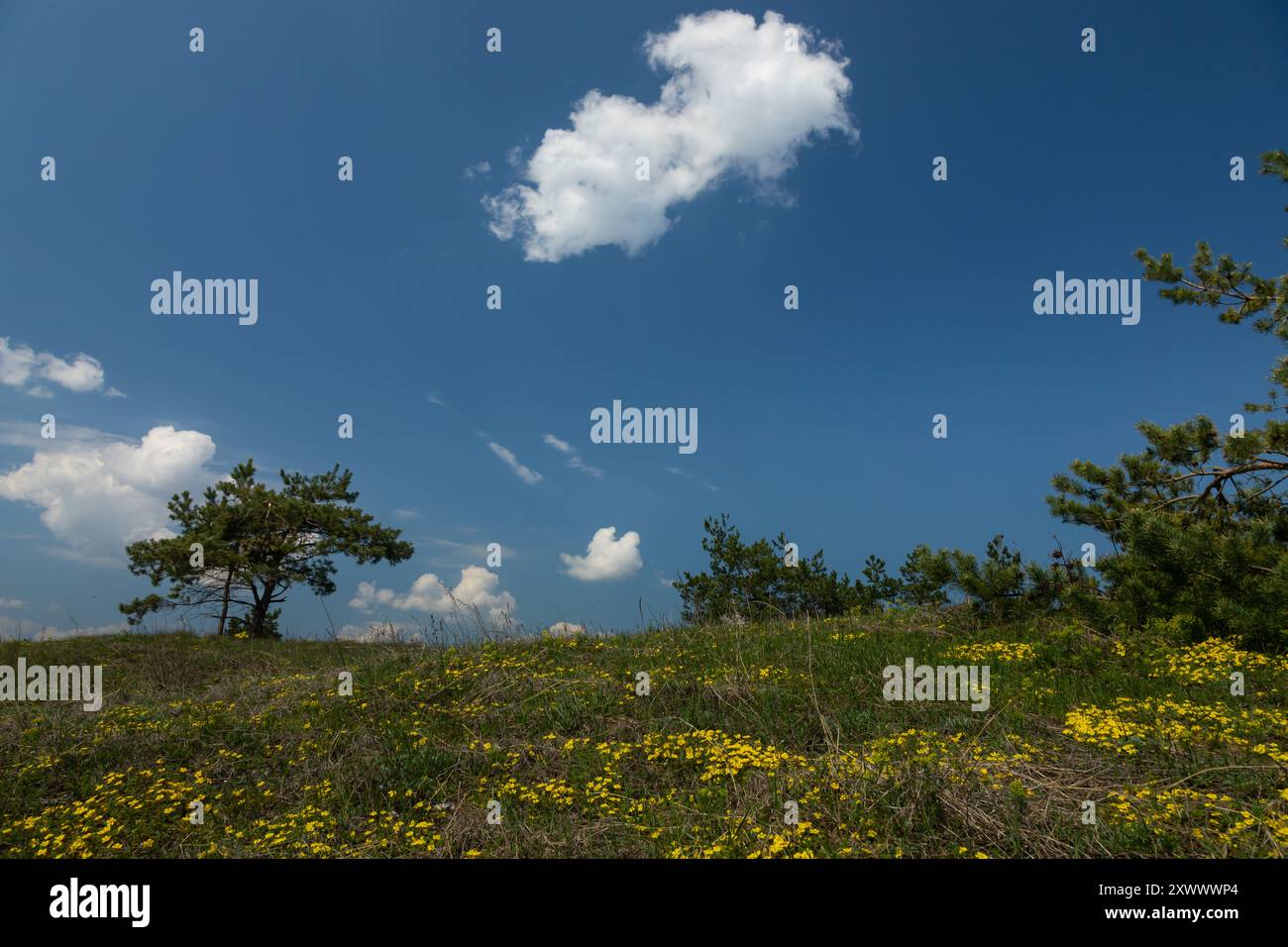 Wide valley with groups of trees. View from top of mountain Stock Photo ...