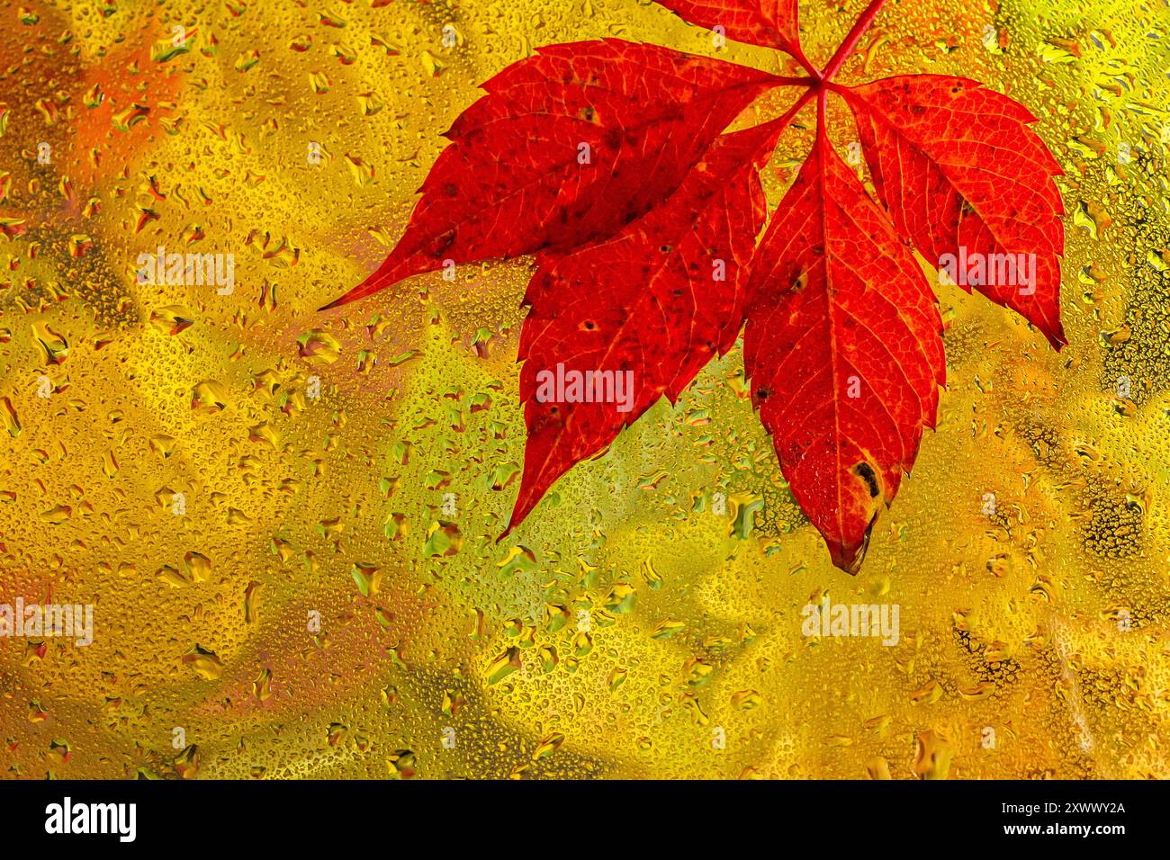 abstract background fall, glass drops autumn yellow leaves wet october ...