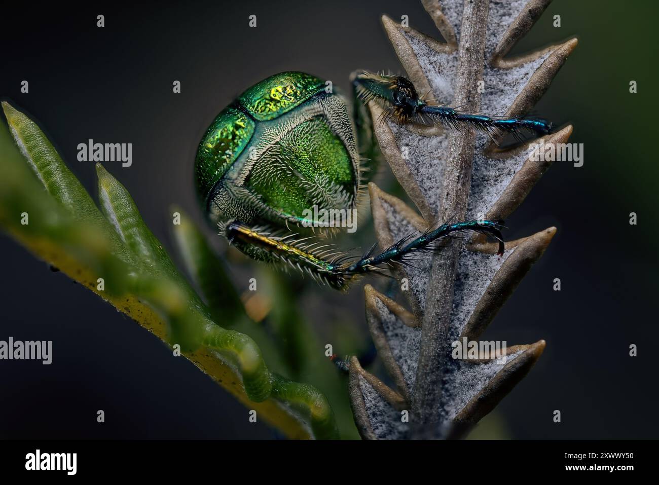 Rear-end view of a metallic-green scarab beetle (Diphucephala ...