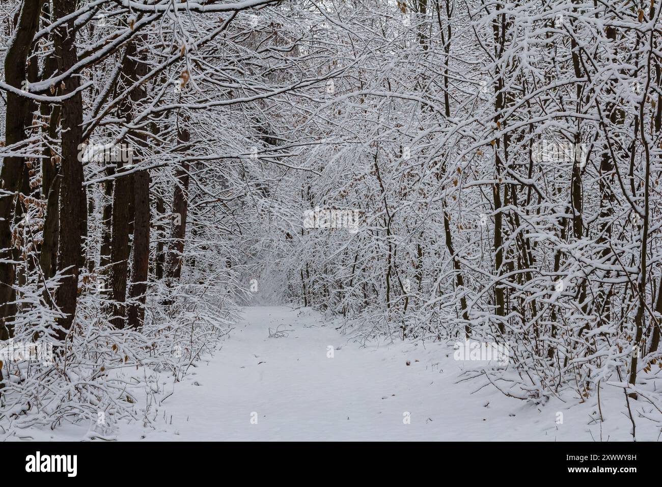 Temperate deciduous forest hi-res stock photography and images - Alamy