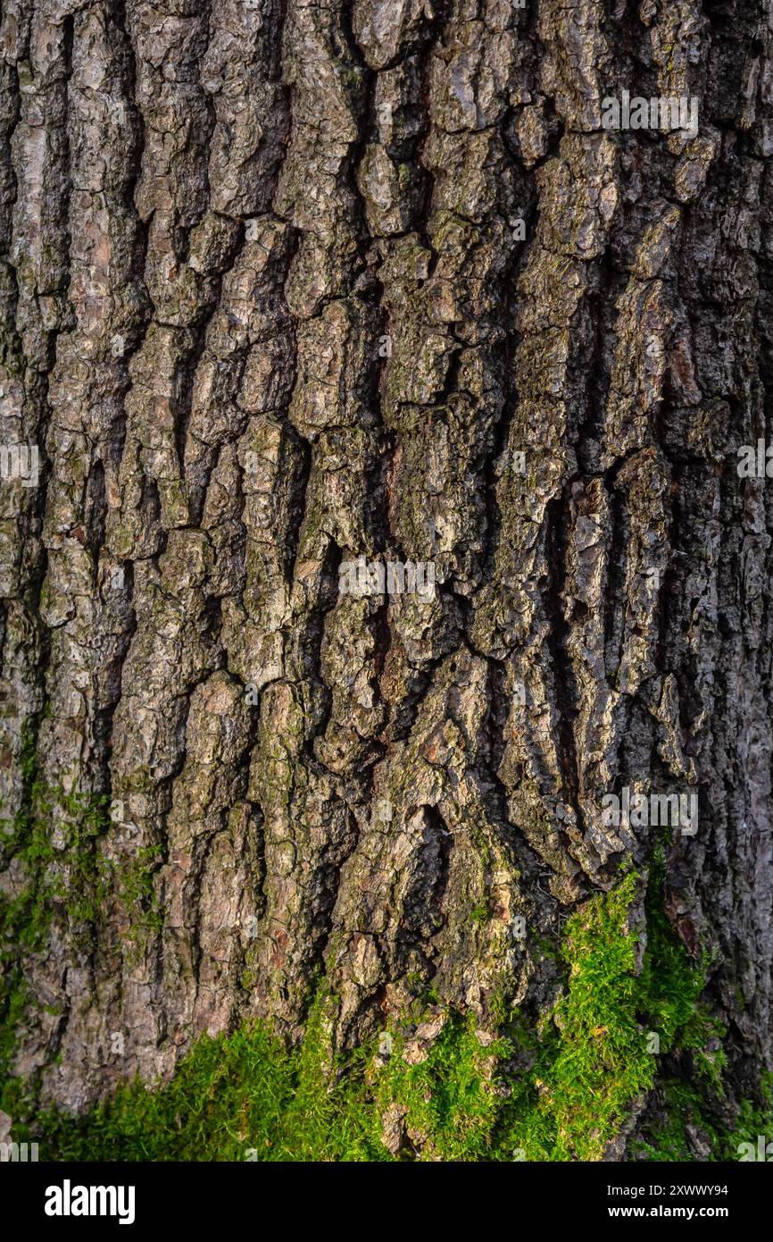 old wood tree bark texture with green moss Stock Photo - Alamy