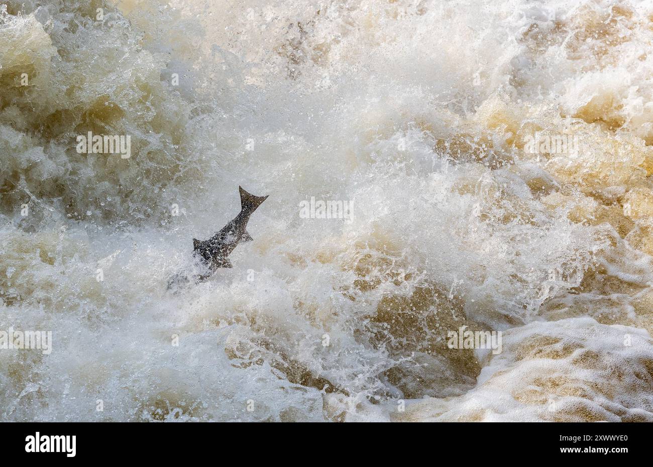 Trout and salmon in The Dal River (In Swedish: Dalälven) in the village ...