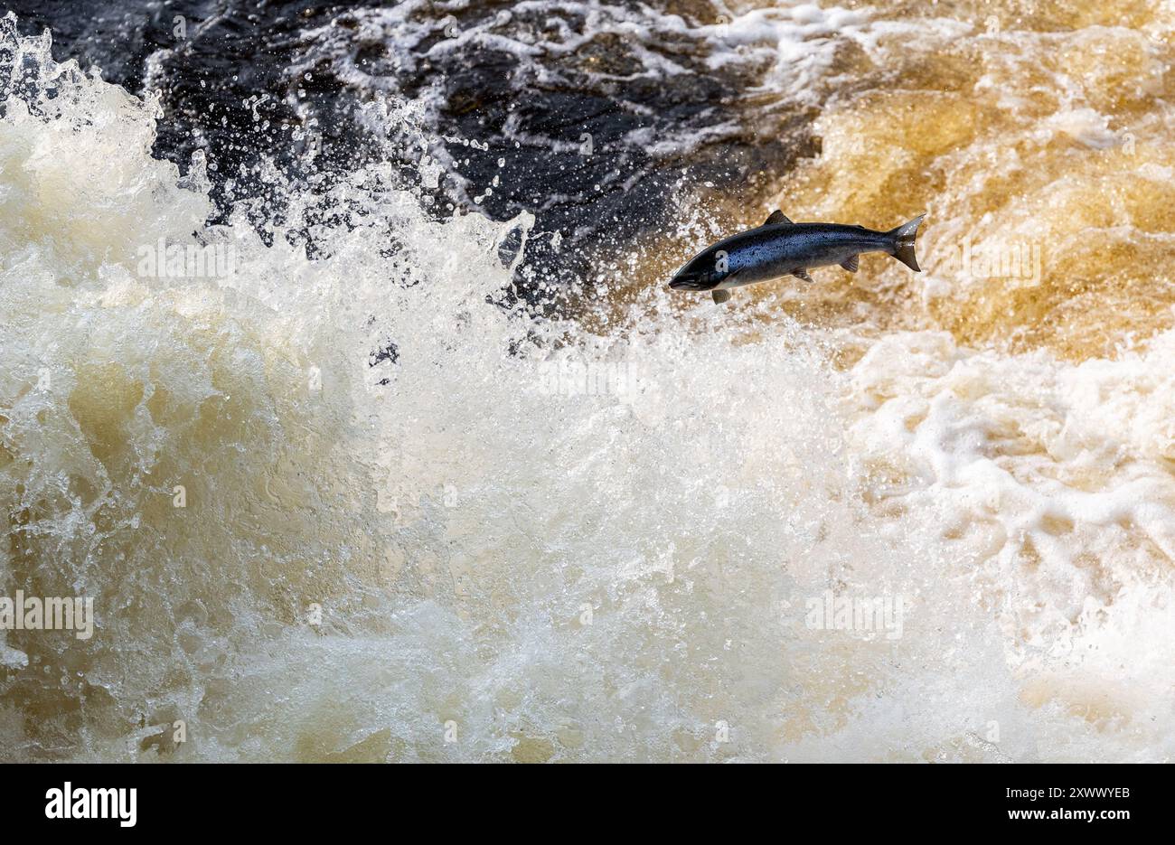 Trout and salmon in The Dal River (In Swedish: Dalälven) in the village ...