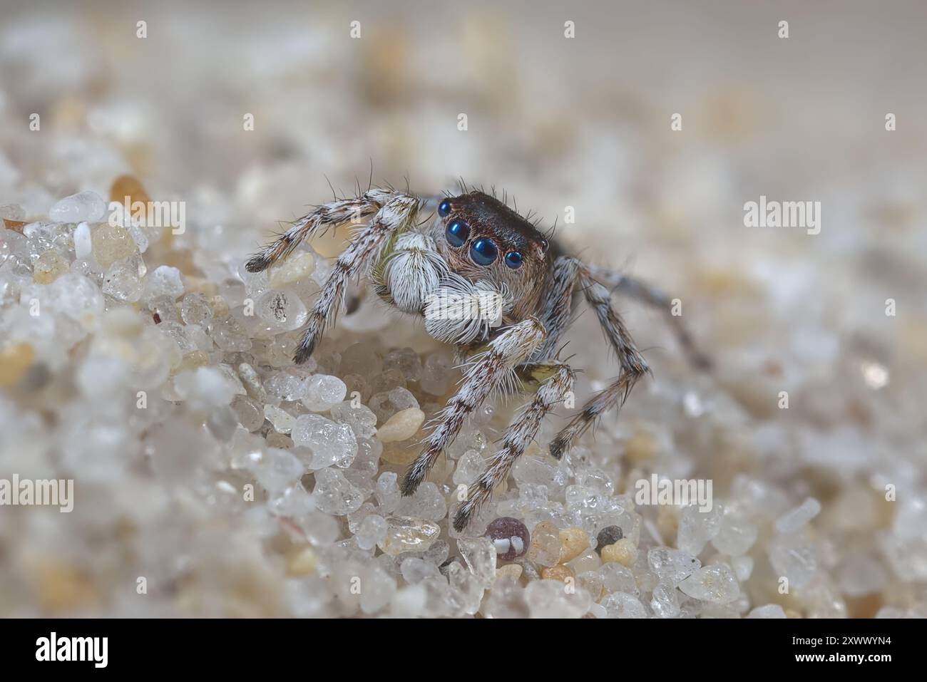 Male Peacock spider, Maratus speculifer photographed on beach sand. The ...