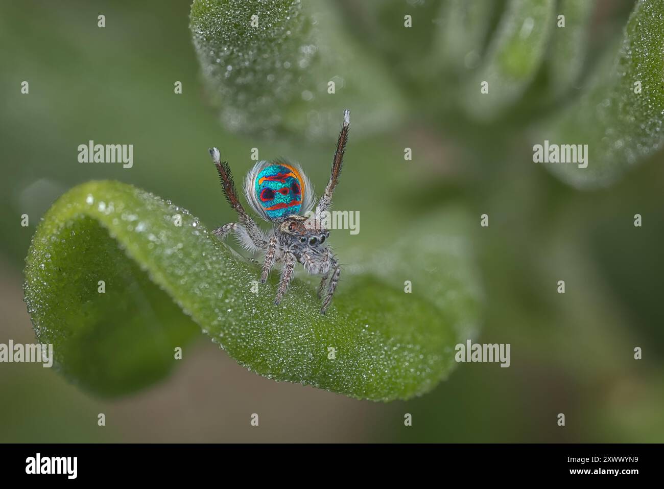 Male Peacock spider, Maratus speciosus, dancing for a female spider ...