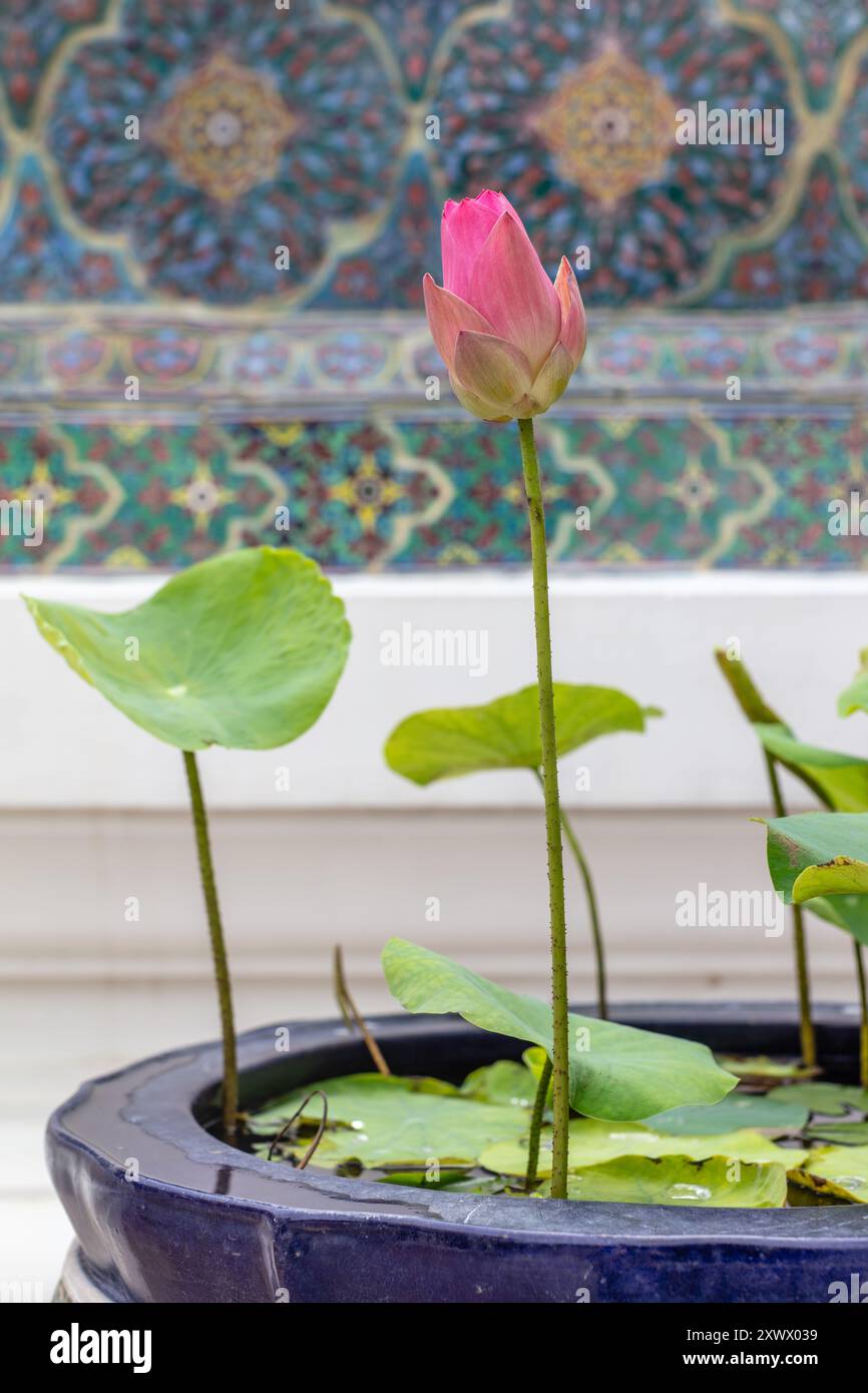 Lotus flower in a pot at Wat Ratchabophit Sathitmahasimaram ...