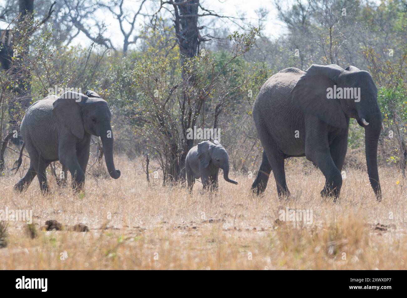 African Elephants in Southern African savannah Stock Photo - Alamy