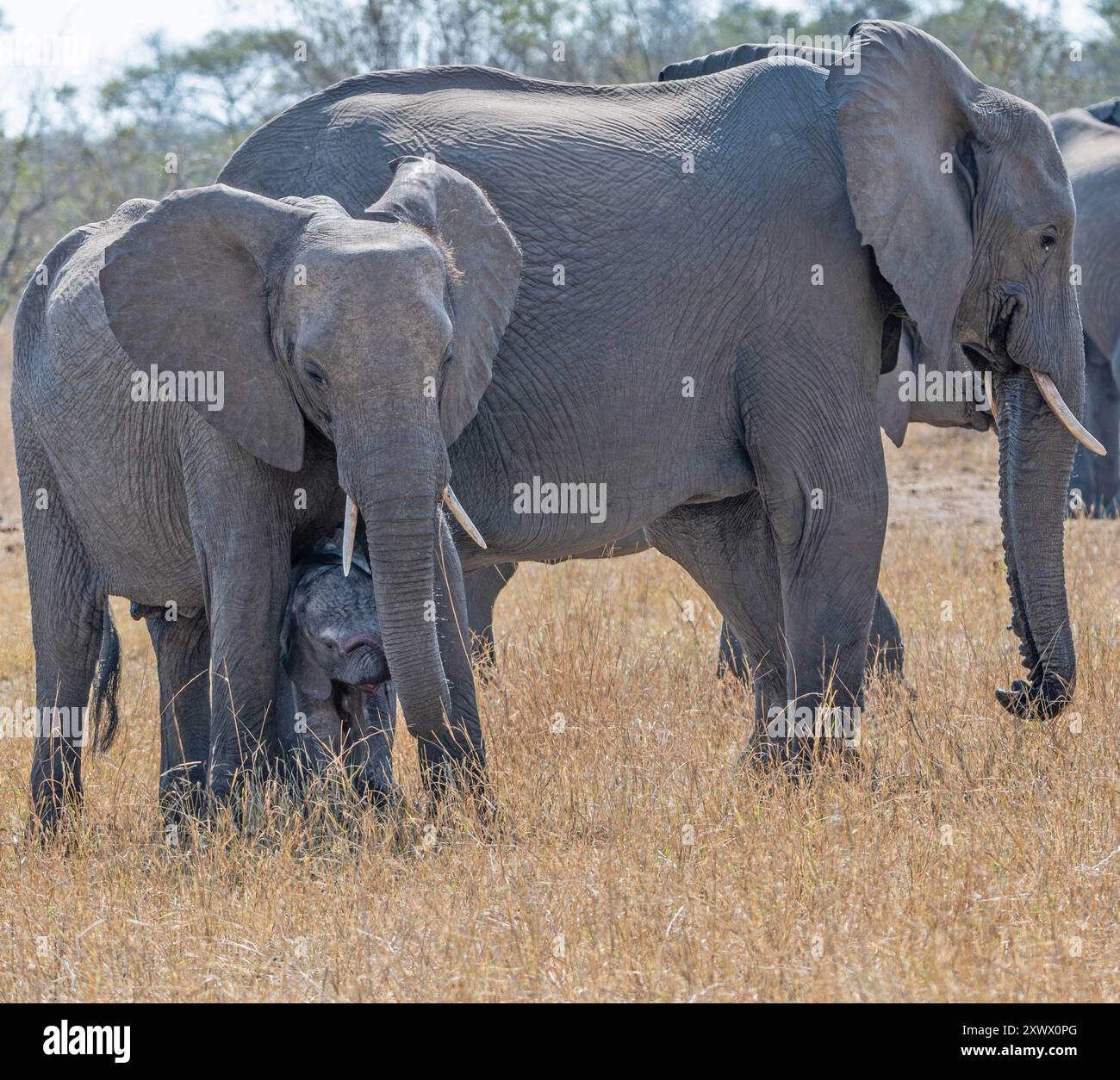 African Elephants in Southern African savannah Stock Photo - Alamy