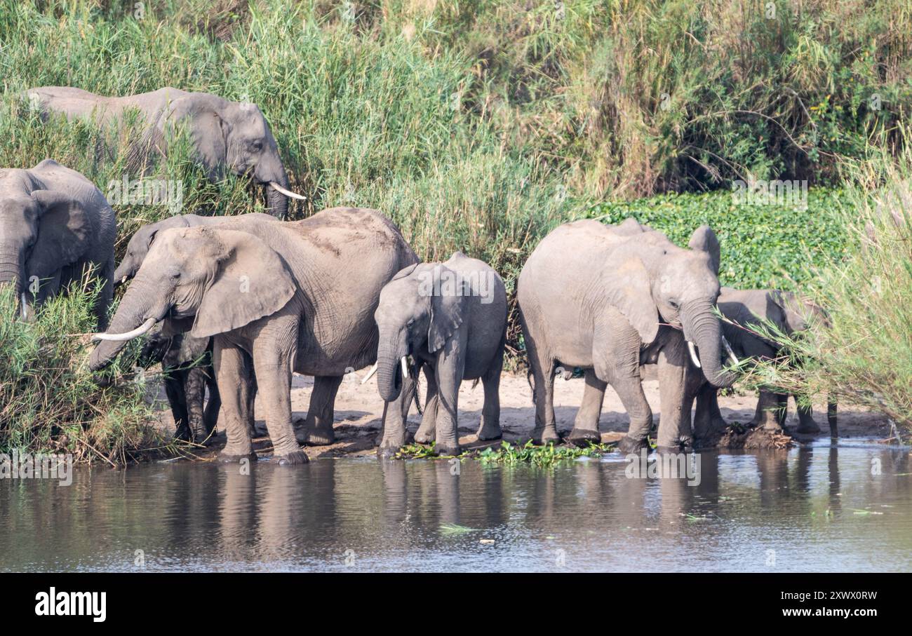 African Elephants in Southern African savannah Stock Photo - Alamy