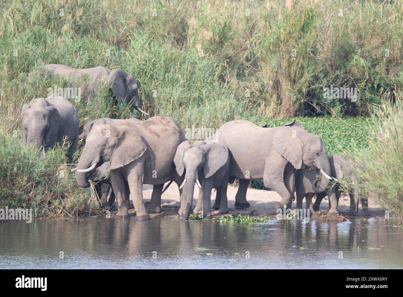 African Elephants in Southern African savannah Stock Photo - Alamy