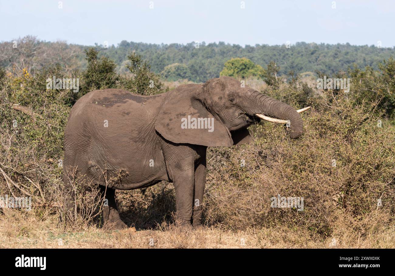 African Elephants in Southern African savannah Stock Photo - Alamy