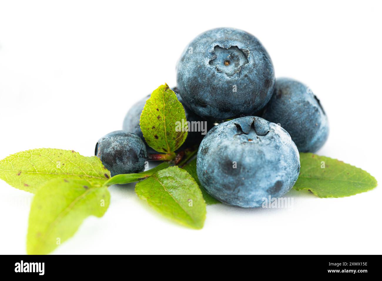 Macro color photo blueberries Cut Out Stock Images & Pictures - Alamy