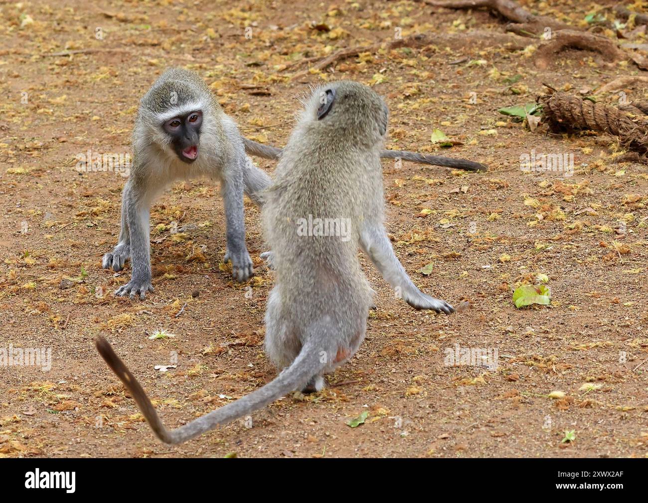 South Africa, Kruger National Park: grivet (chlorocebus aethiops), Old World monkey, primate of ...