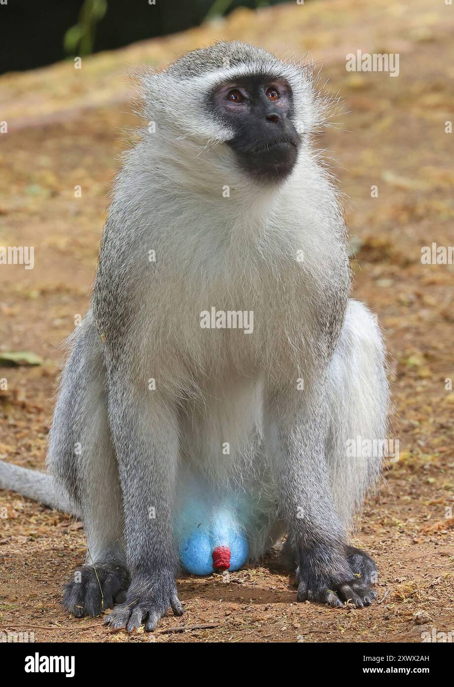 South Africa, Kruger National Park: grivet (chlorocebus aethiops), Old ...