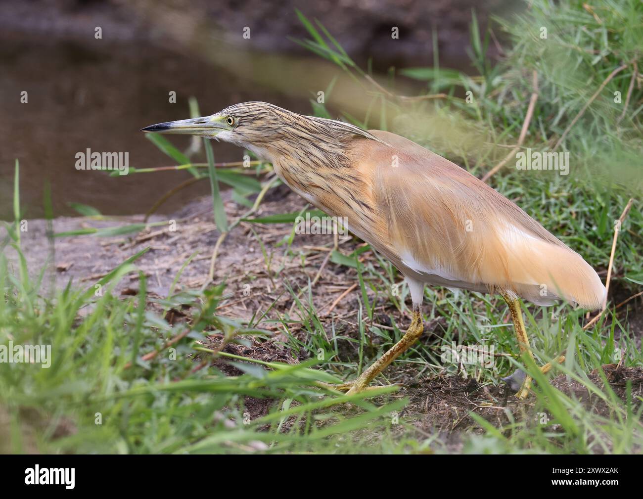 South Africa, Kruger National Park: bird, squacco heron (ardeola ...