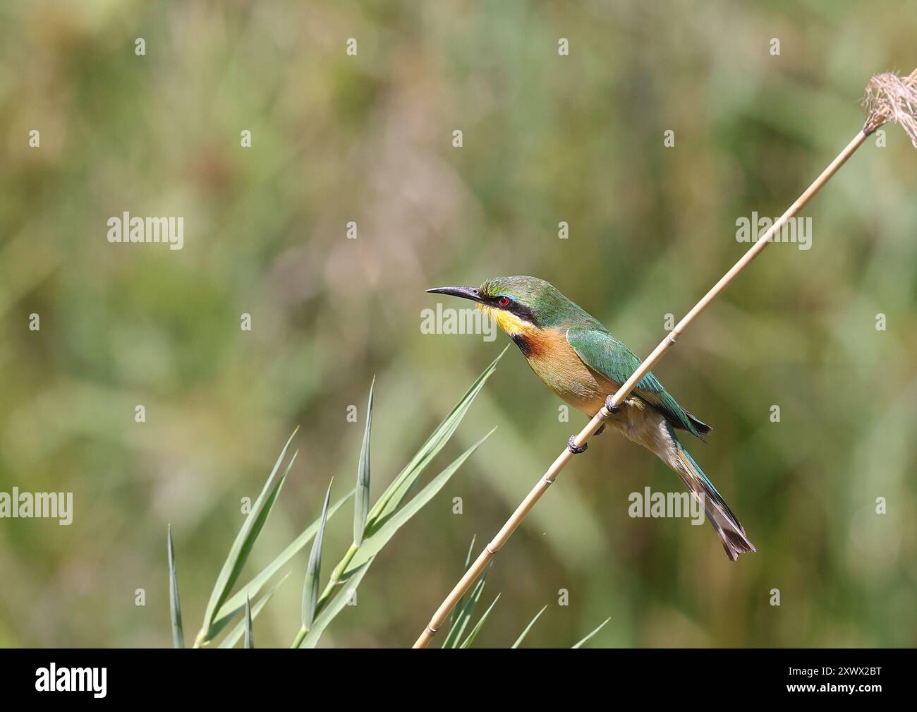 South Africa, Kruger National Park: European bee-eater (merops ...