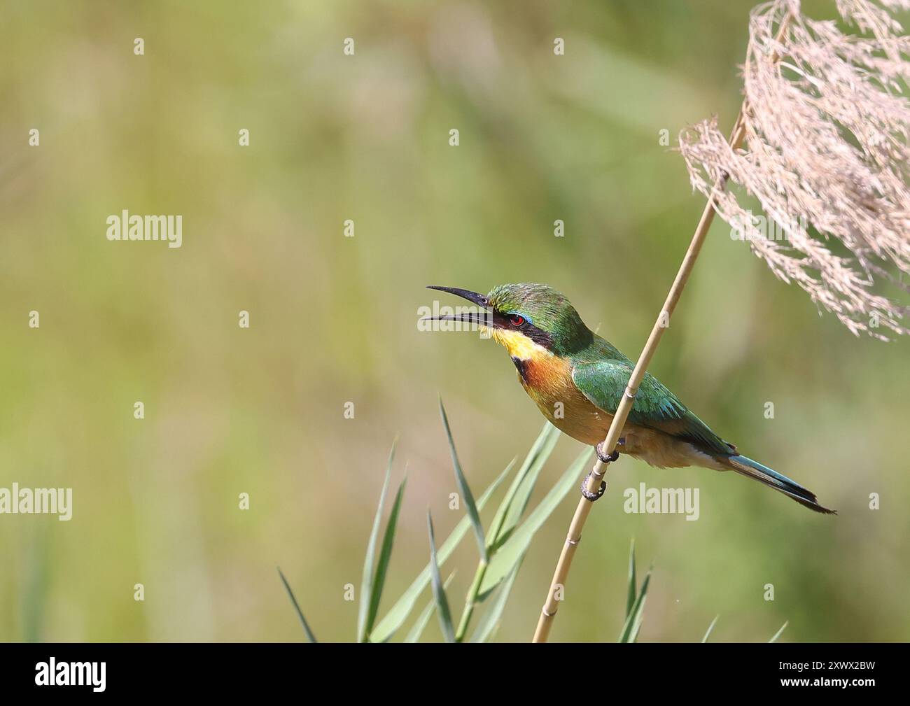 South Africa, Kruger National Park: European bee-eater (merops ...