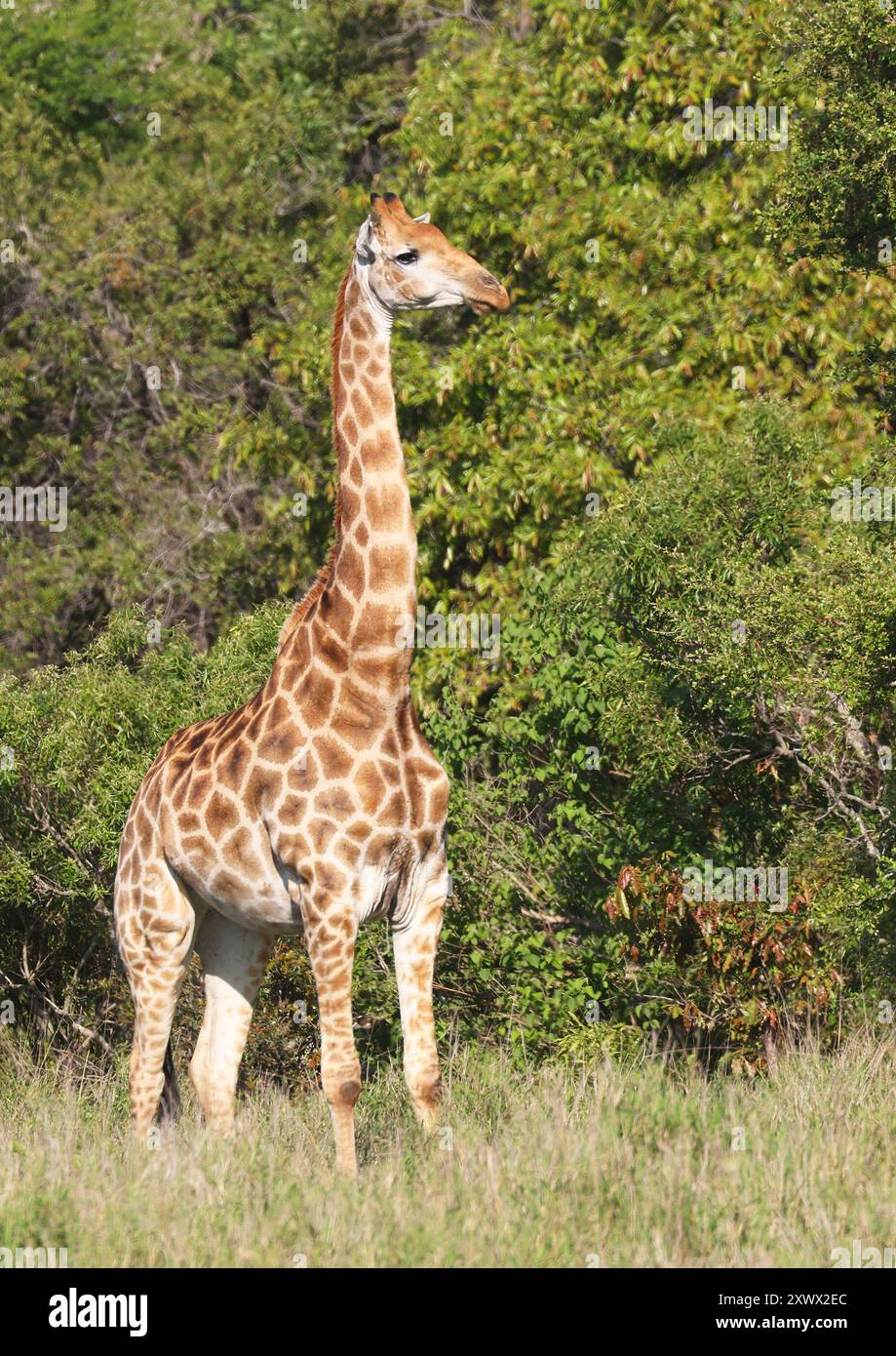 South Africa, Kruger National Park: northern giraffe (giraffa ...