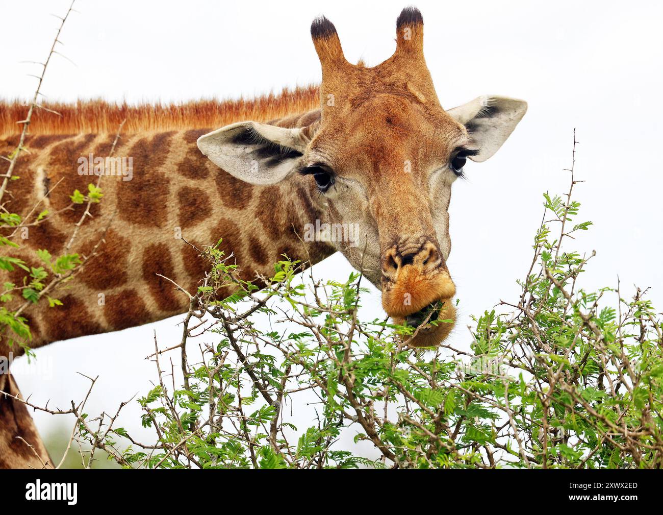 South Africa, Kruger National Park: northern giraffe (giraffa ...