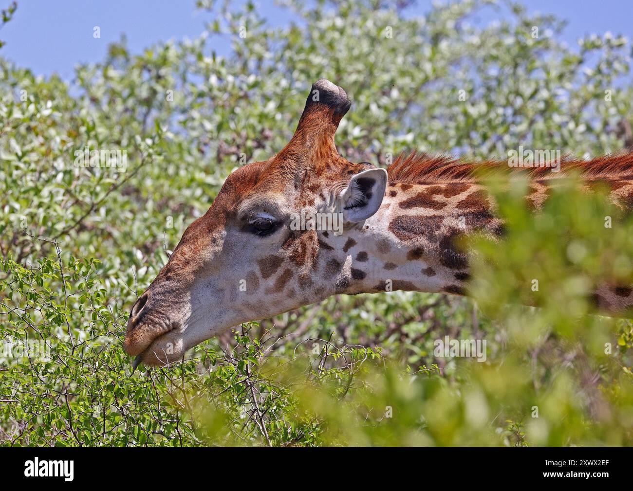 South Africa, Kruger National Park: northern giraffe (giraffa ...
