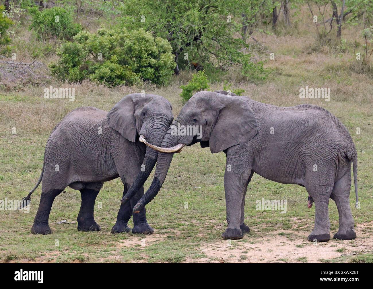 South Africa, Kruger National Park: African elephant (loxodonta ...