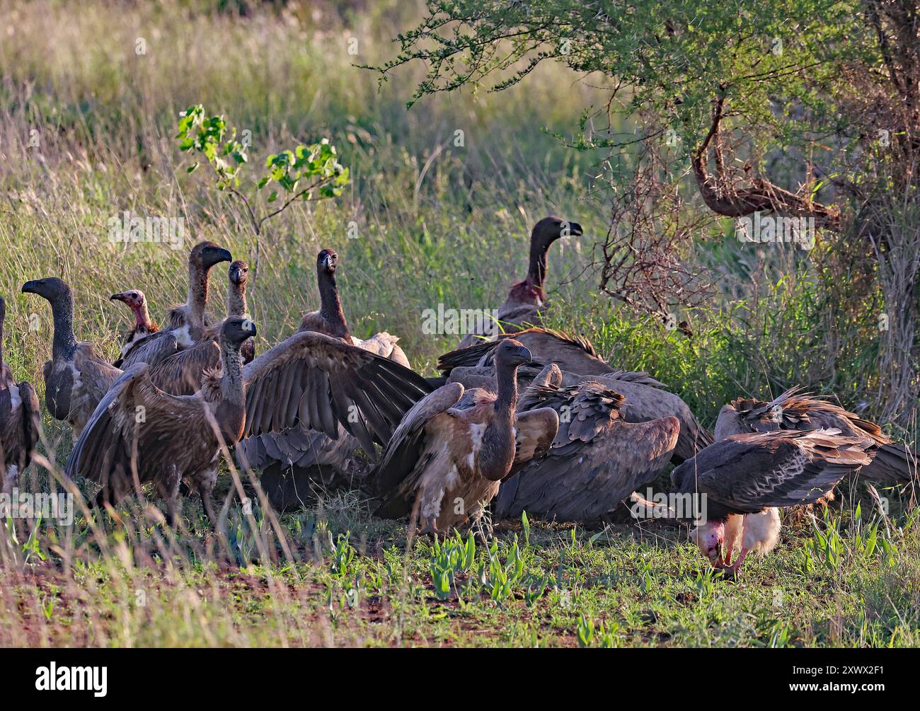 South Africa, Kruger National Park: group of vultures around an animal ...