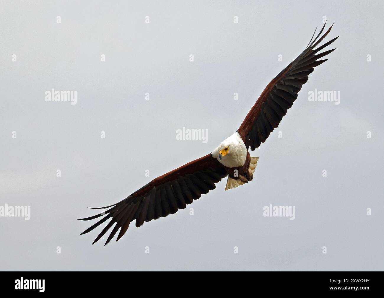 South Africa, Kruger National Park: African fish eagle or African sea ...