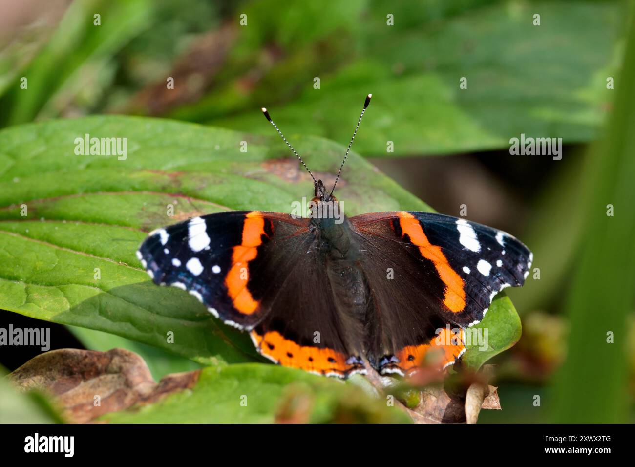 Red admiral Vanessa atalanta, black upper wings with red orange bands ...