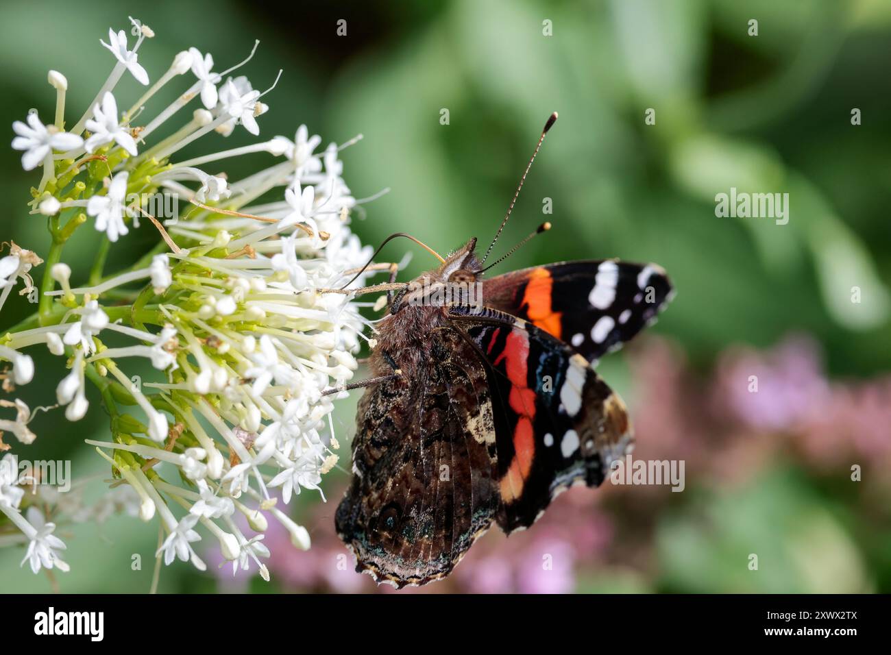 Red admiral Vanessa atalanta, black upper wings with red orange bands ...