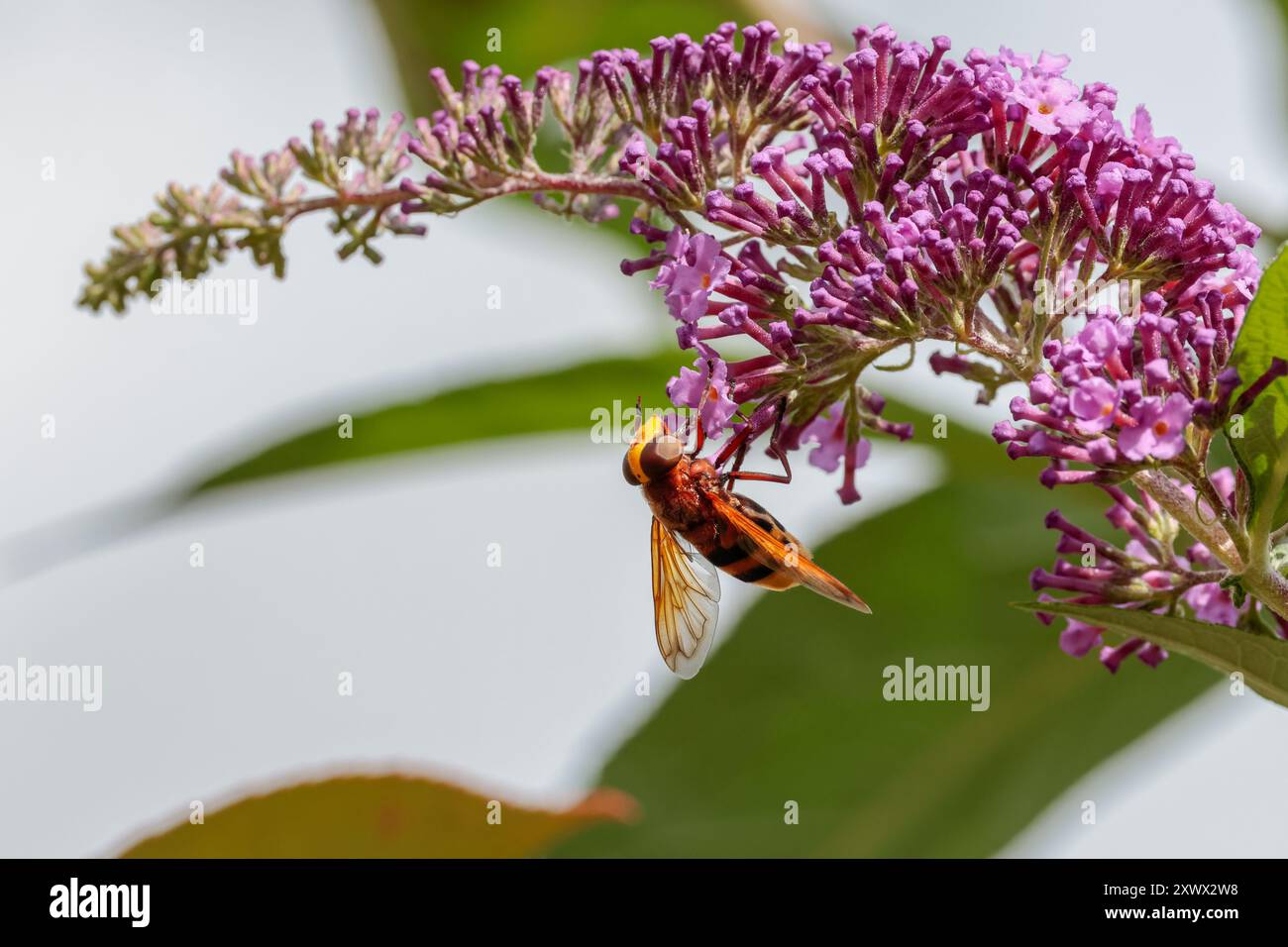 Non stinging hornet mimicking fly hi-res stock photography and images ...