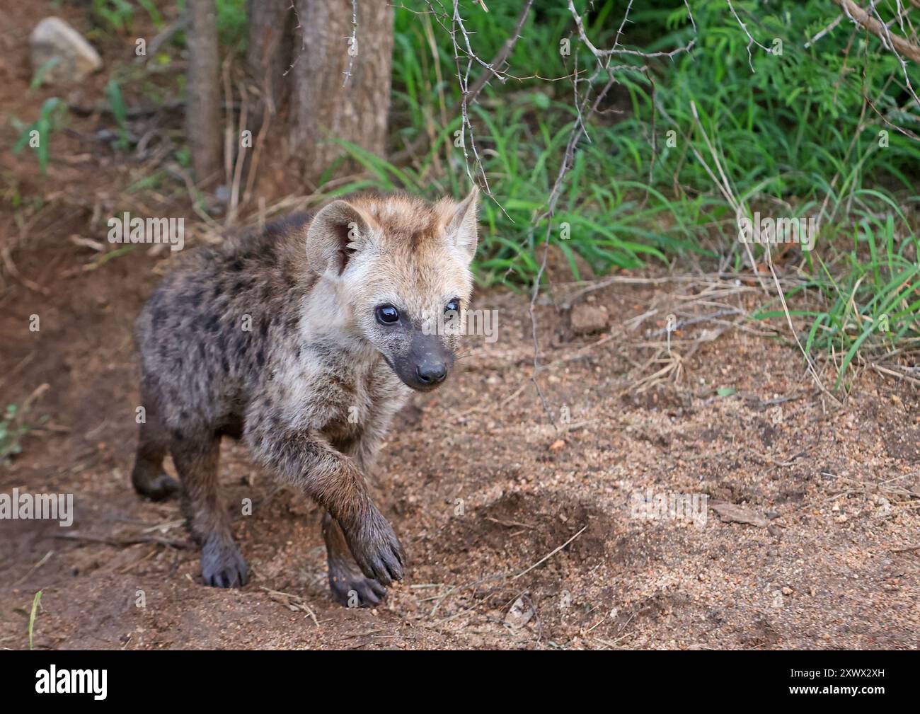 South Africa, Kruger National Park: spotted hyena (crocuta crocuta ...